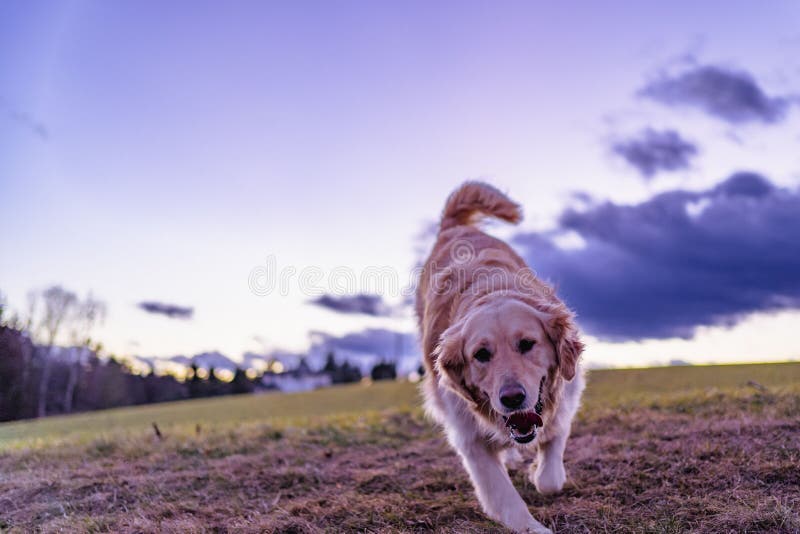 Furry Labrador Dog Running on the Field Stock Photo - Image of wild ...