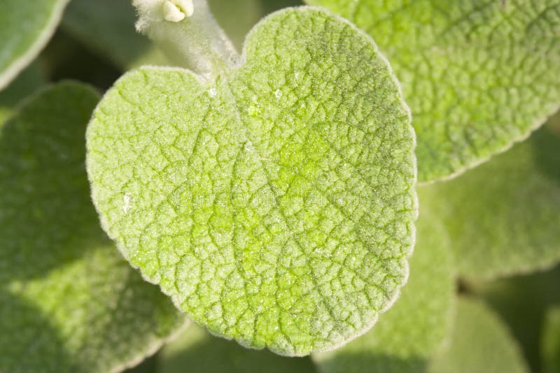 Furry leaf stock photo. Image of leaf, herbage, herb, plant - 883882