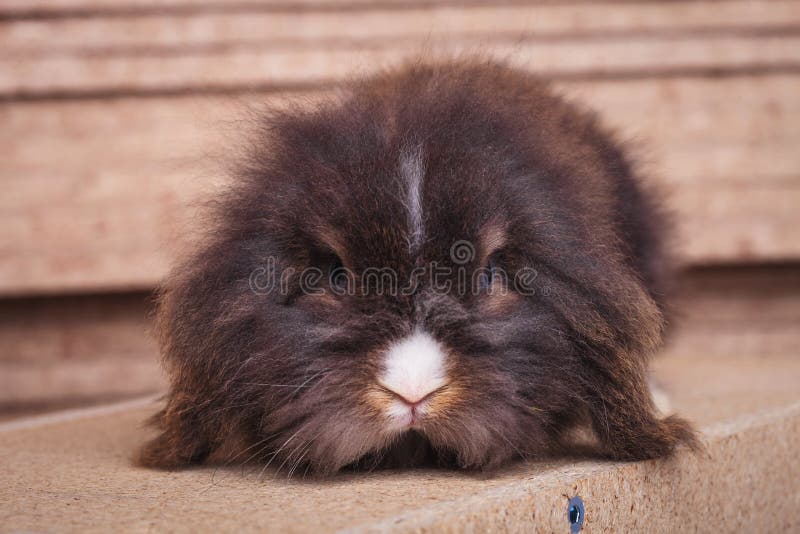 Furry Lion Head Rabbit Bunny Looking at the Camera Stock Image - Image ...
