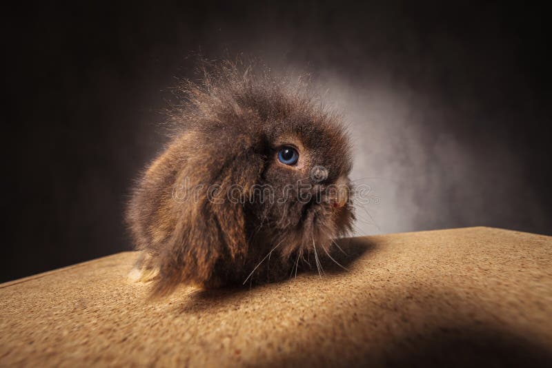 Furry Lion Head Rabbit Bunny Looking at the Camera. Stock Photo - Image ...