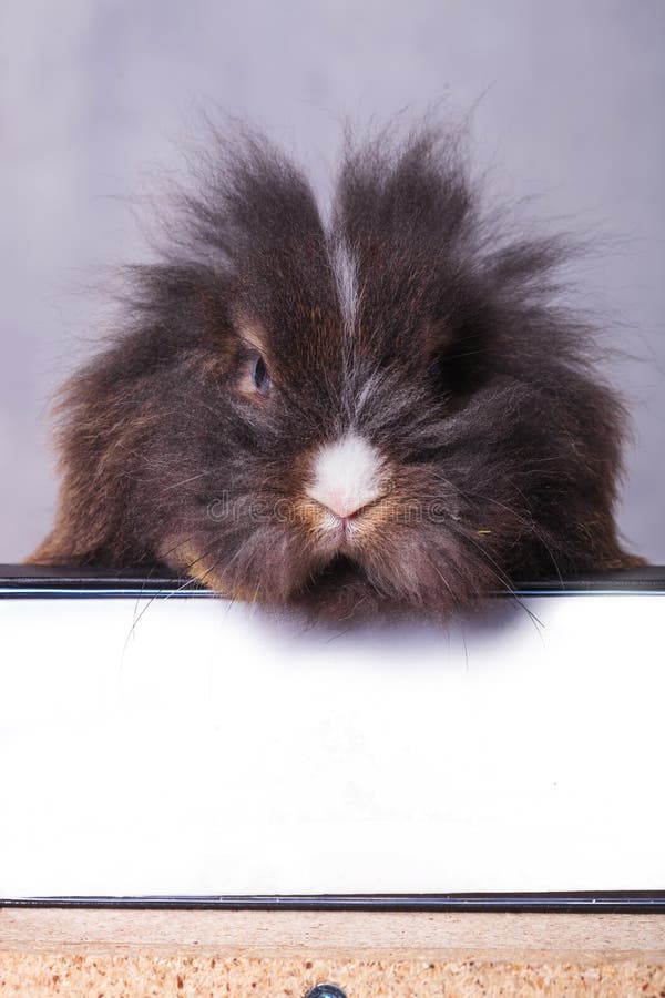 Furry Lion Head Rabbit Bunny Sitting on a Book Stock Photo - Image of ...