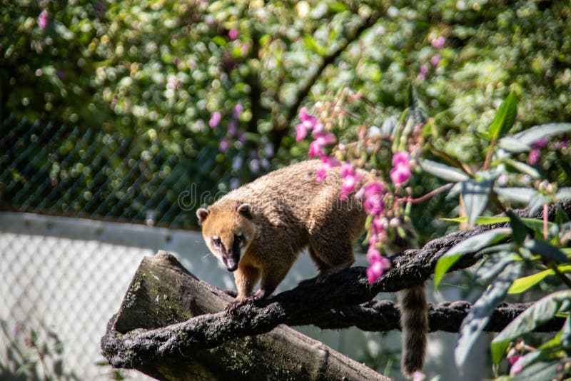 Furry Little Proboscis Bears Stock Photo - Image of south, nose: 228363700
