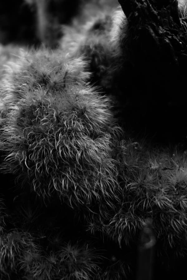Furry Moss Grows on Tree Trunks Stock Image - Image of monochrome ...