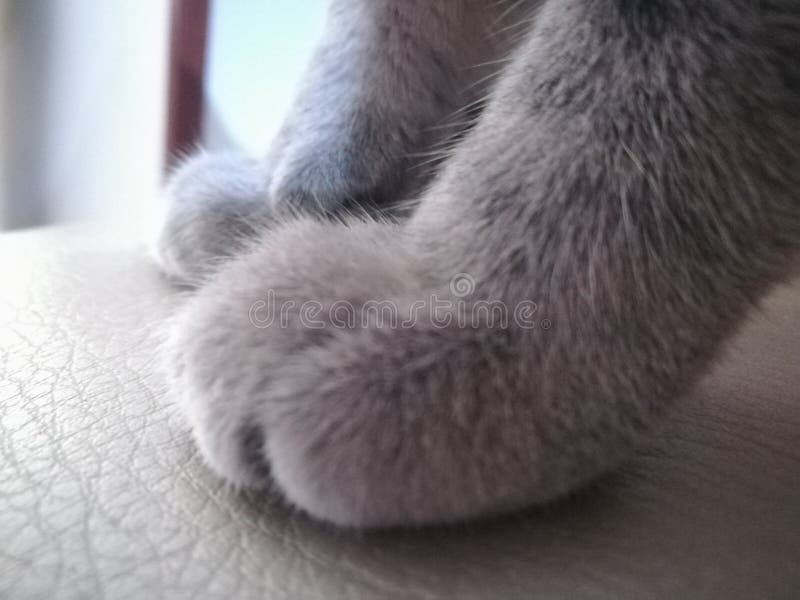 Furry Paws of Gray Cat stock image. Image of footwear - 185574043