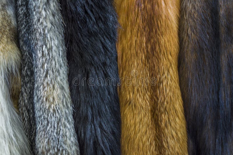Pelts of Fur Animals Hang on Rope Stock Photo - Image of times, people ...