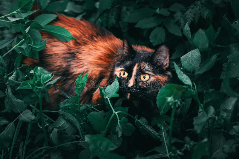 Furry Predatory Red or Tortoiseshell Cat Walks in Deciduous Thickets ...