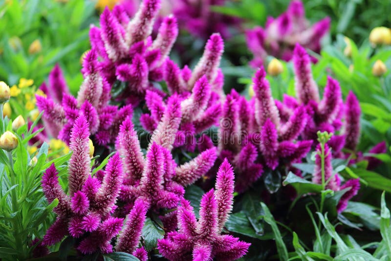 Purple furry flower stock photo. Image of purple, leaf - 10175982