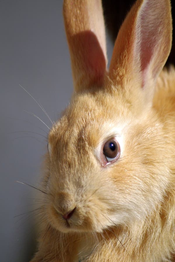 Shy Rabbit stock image. Image of head, rodent, nature - 84564089