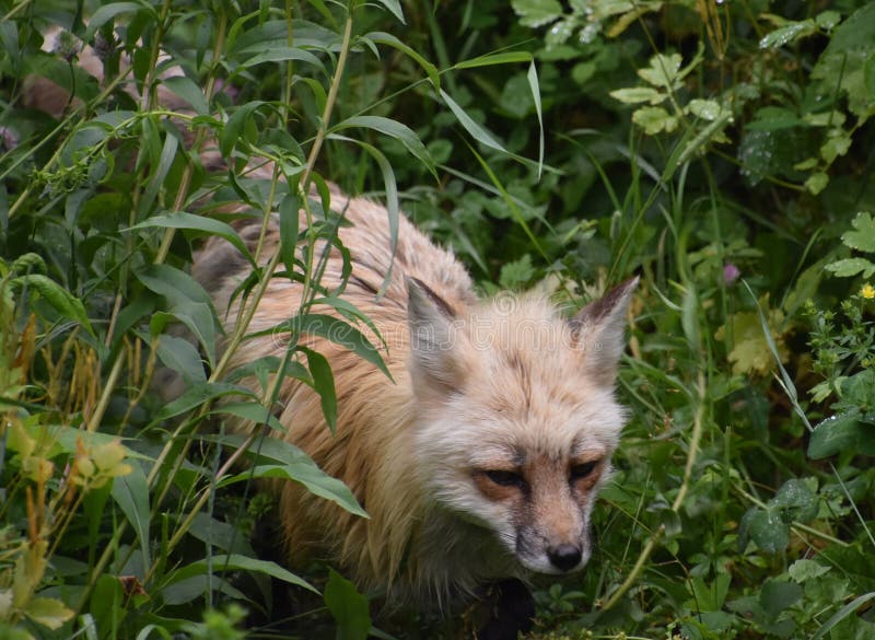 Furry Red Fox Walking through Under Brush Stock Image - Image of furry ...