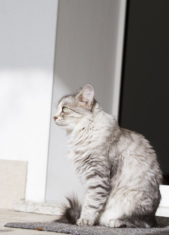 Furry Silver Siberian Cat in the Garden Stock Image - Image of lovable ...