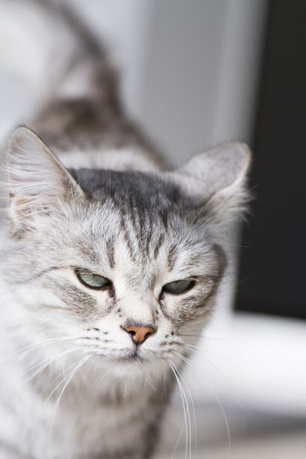 Furry Silver Siberian Cat in the Garden Stock Photo - Image of brown ...