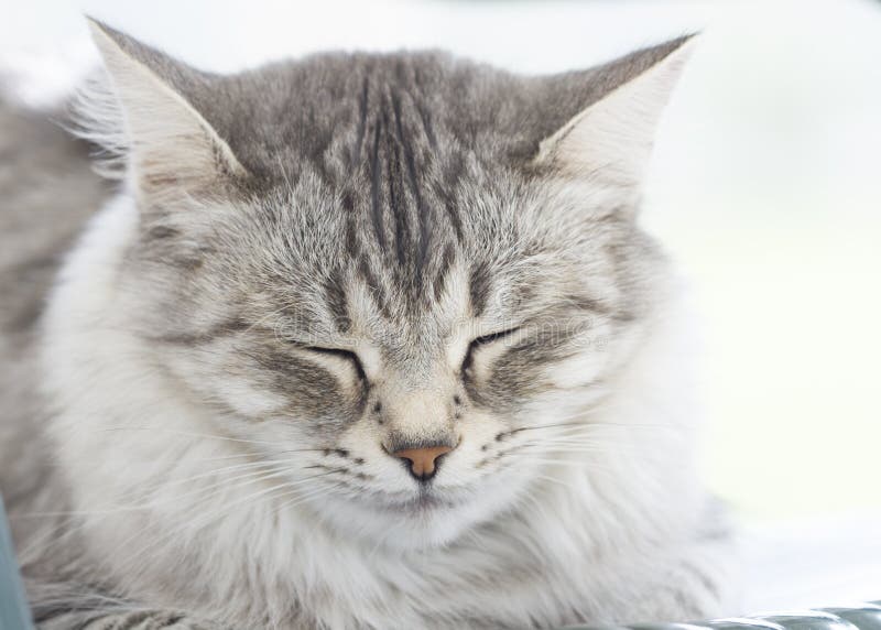 Furry Silver Siberian Cat in the Garden Stock Image - Image of furry ...