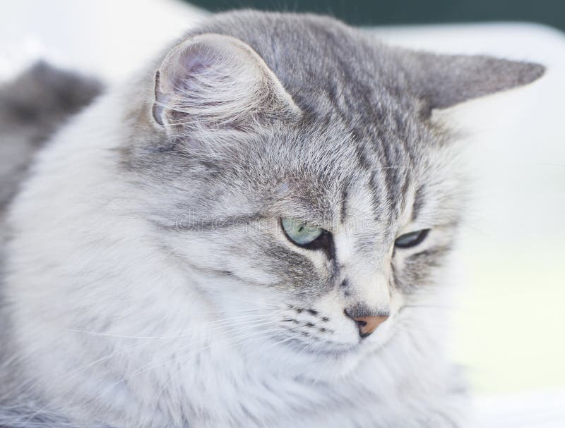Furry Silver Siberian Cat in the Garden Stock Image - Image of grey ...