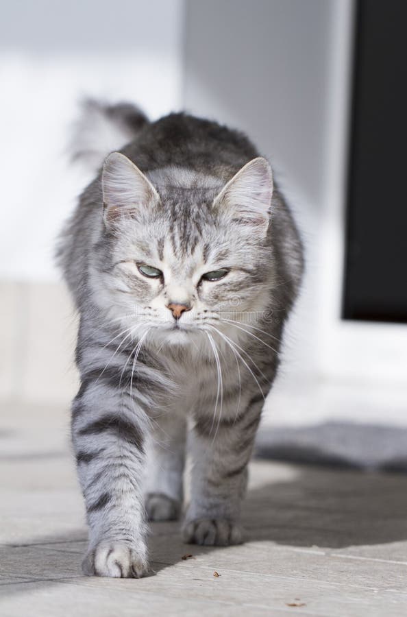 Furry Silver Siberian Cat in the Garden Stock Photo - Image of lovable ...