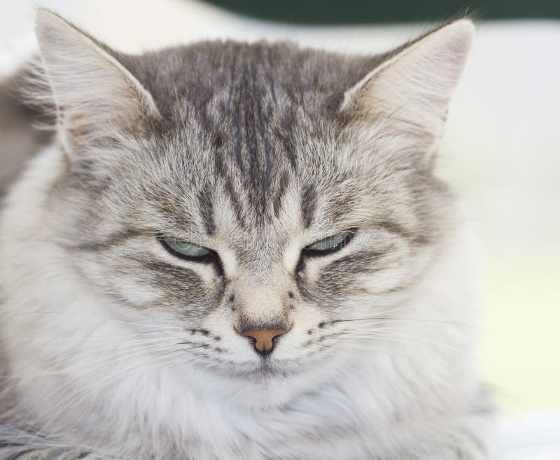Furry Silver Siberian Cat in the Garden Stock Image - Image of adorable ...