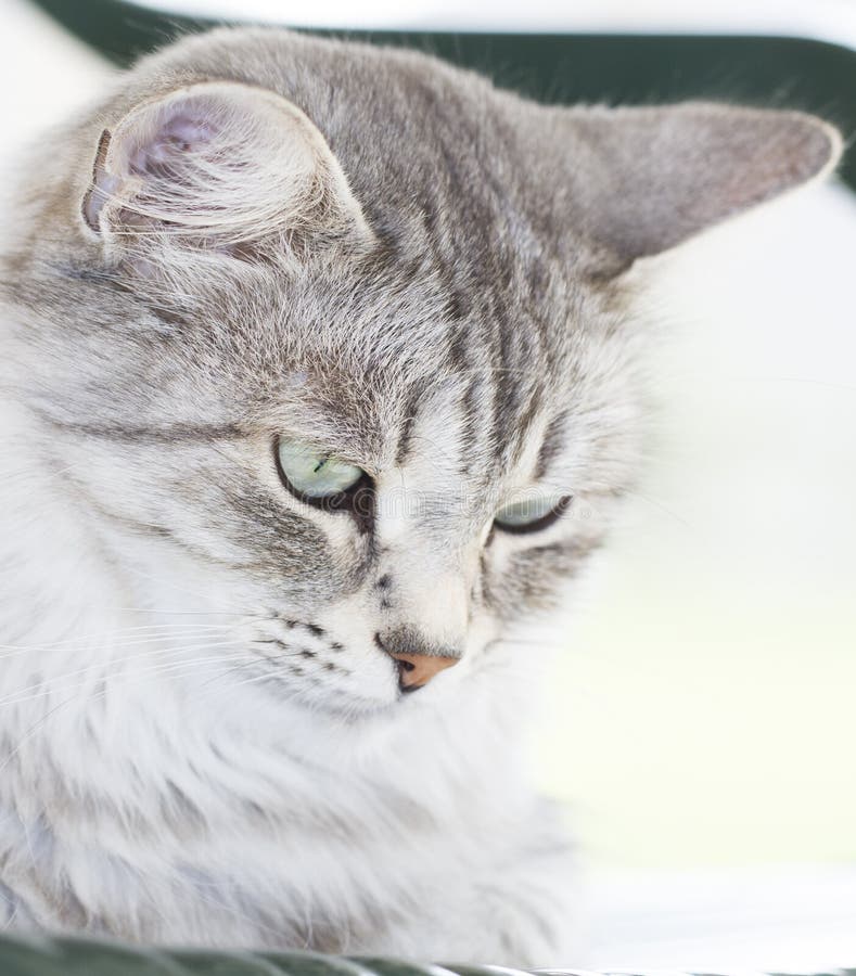 Furry Silver Siberian Cat in the Garden Stock Image - Image of funny ...