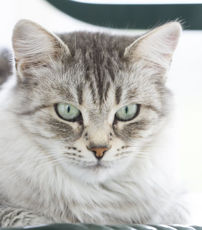 Furry Silver Siberian Cat in the Garden Stock Image - Image of furry ...