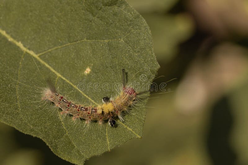 Furry slug stock photo. Image of hairy, leaf, beauty - 206554500