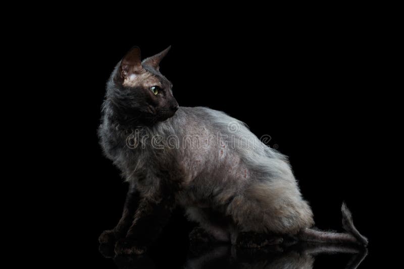 Closeup Werewolf Sphynx Cat Angry Looking in Camera Black Stock Photo ...