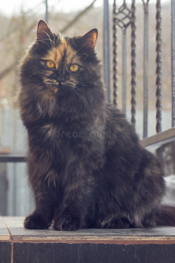 Furry Spotted Cat Looking at the Camera Stock Image - Image of persian ...