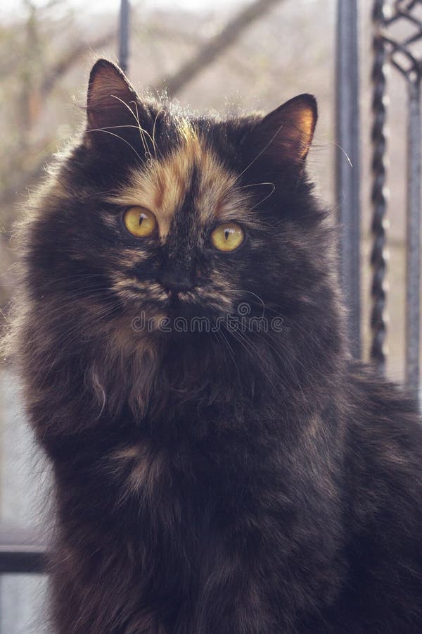Furry Spotted Cat Looking at the Camera Stock Image - Image of persian ...