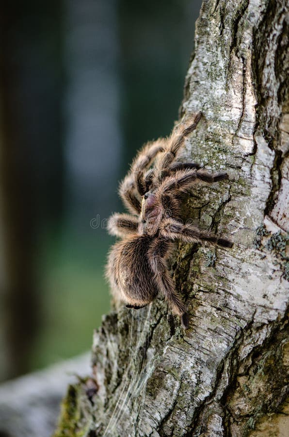 Furry tarantula spider stock image. Image of tarantula - 76496317