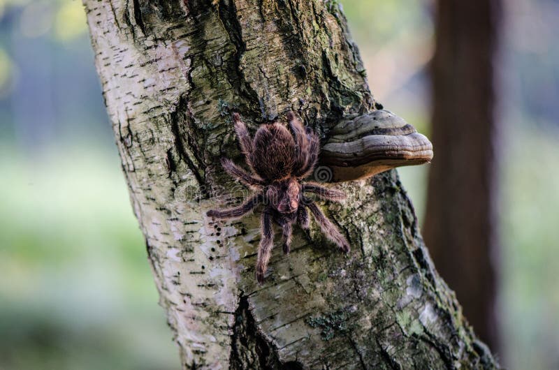 Furry Tarantula Legs stock photo. Image of poison, bite - 116896248