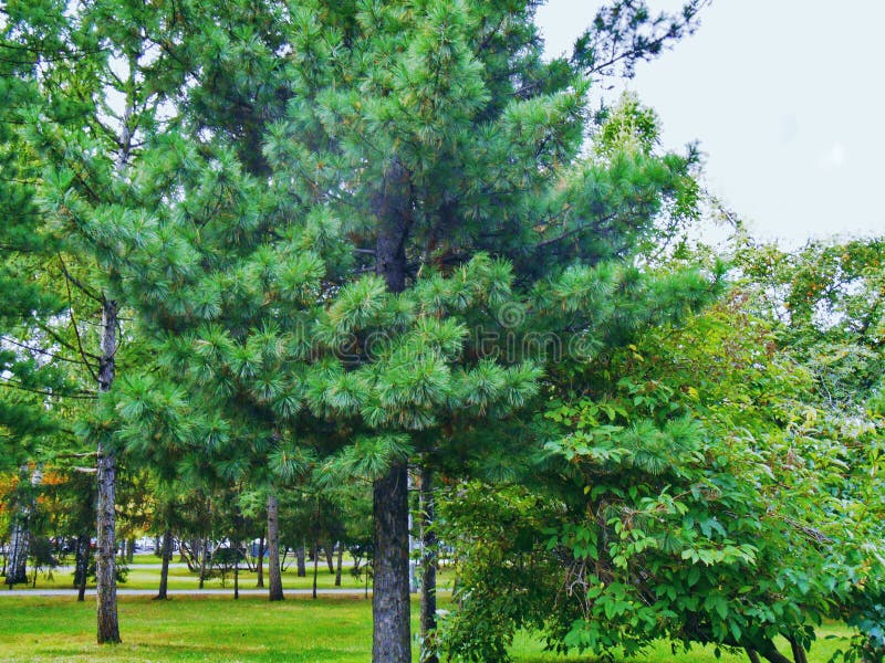 Furry trees in the Park stock image. Image of illuminate - 91603069
