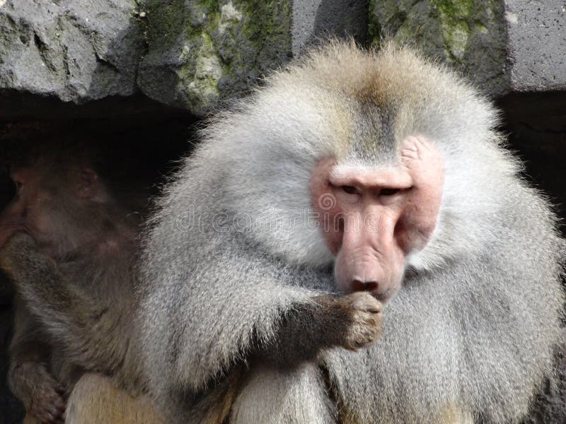 Furry White Baboon Monkey in the Zoo Stock Image - Image of face ...