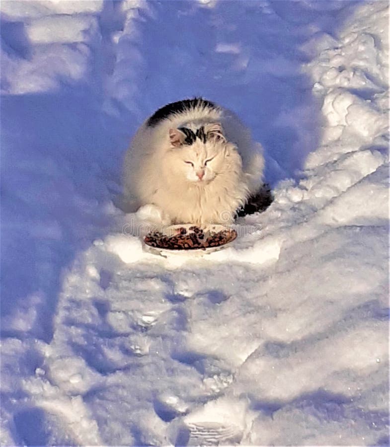 Furry White-black Cat in the Snow. Close-up Stock Photo - Image of ...