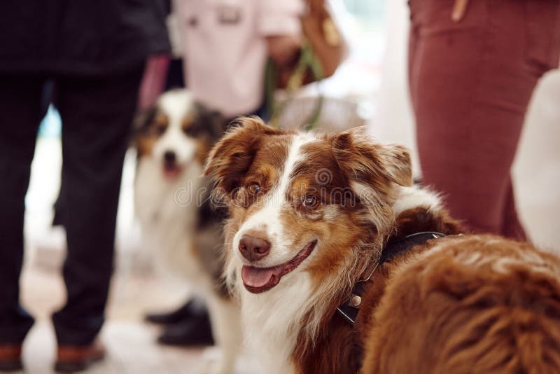 Furry White Brown Dog Looking at the Camera Stock Photo - Image of ...