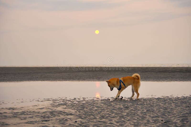Furry Yellow Dog Stands on a Beach at Sunset, with the Full Moon in the ...