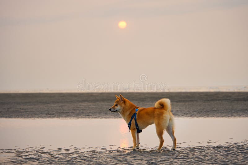 Furry Yellow Dog Stands on a Beach at Sunset, with the Full Moon in the ...