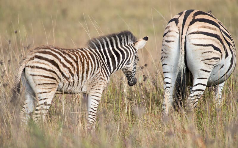 A Furry Zebra Foal Follows Mother Stock Photo - Image of adult, grazing ...