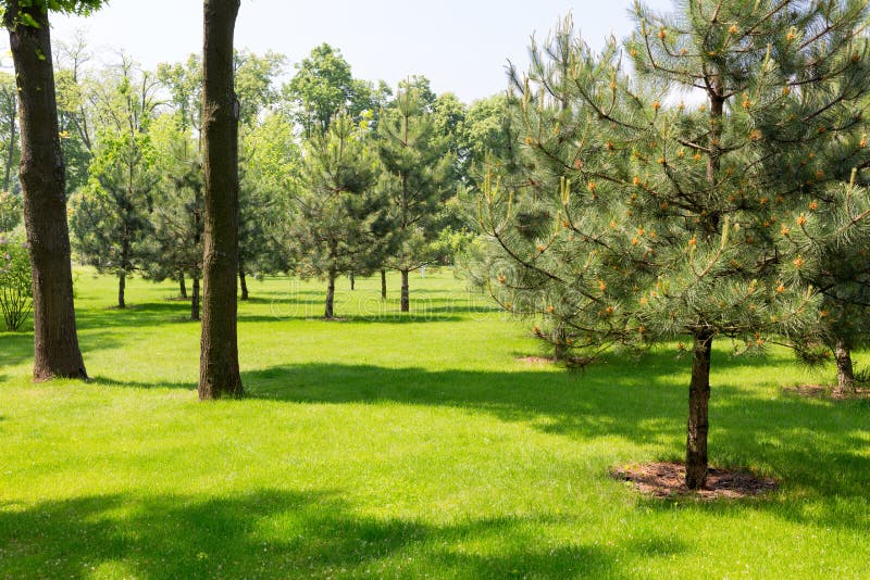 Furs garden stock photo. Image of seasonal, greenery - 56518584