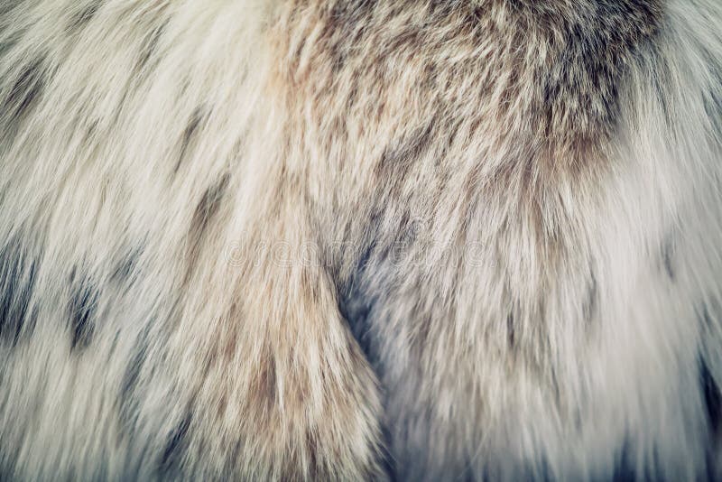 Pelt texture stock image. Image of backdrop, cuddly, coat - 7275273