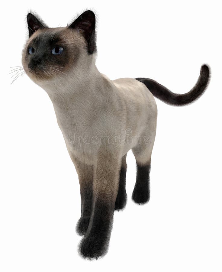 Fury Cat stock illustration. Illustration of sweet, furry - 17572959