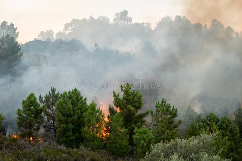 Burning Devastation: Forest Fire in the Pine Forest Stock Photo - Image ...