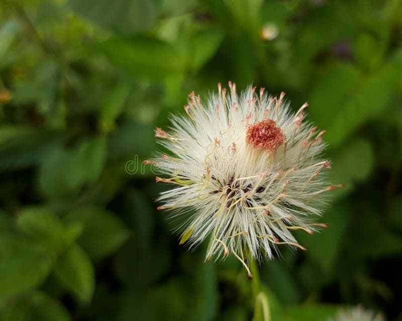 Fury White Flower in the Green Bush Stock Photo - Image of flower, fury ...
