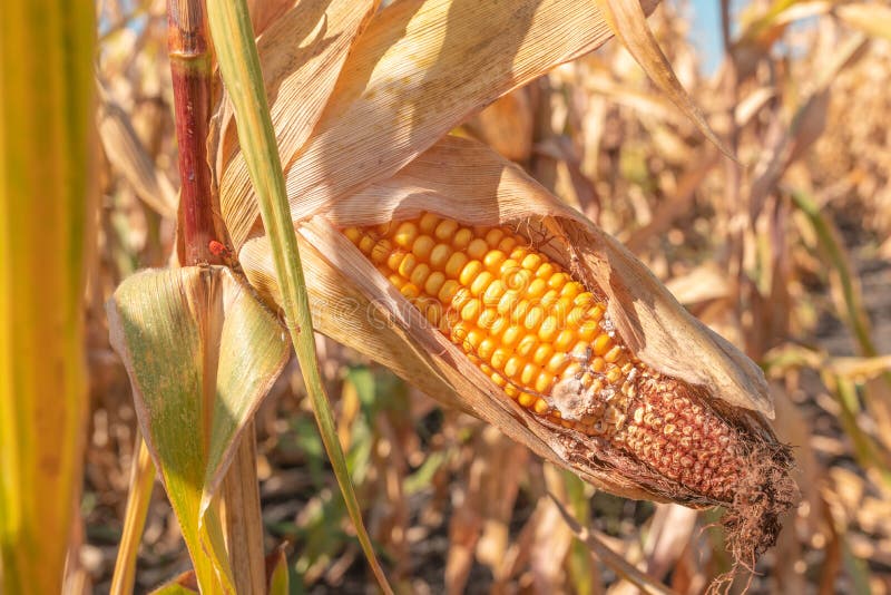 Fusarium Corn Ear Rot Damage. Most Common Maize Disease Stock Image ...