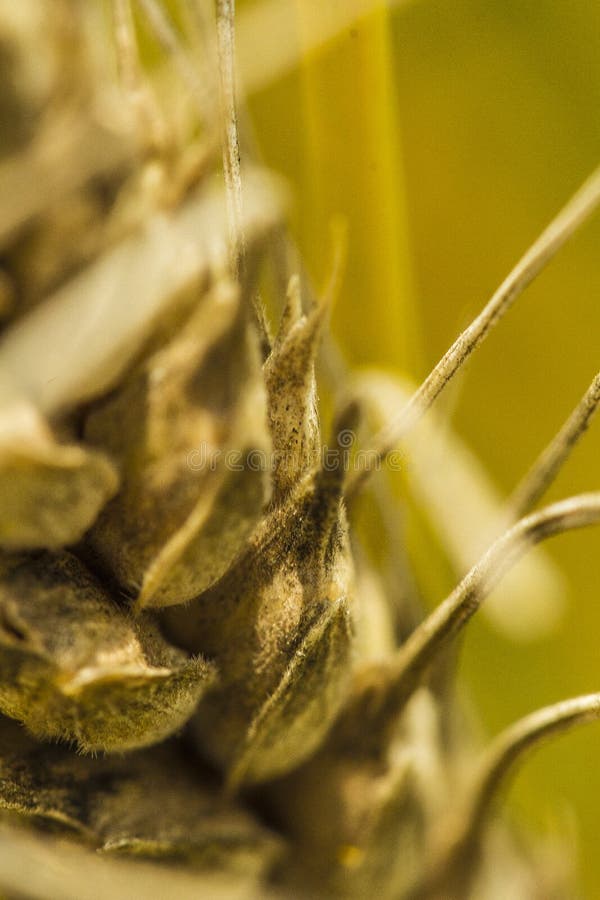 Fusarium head blight stock image. Image of necrose, nature - 116617399