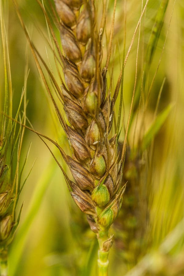 Fusarium head blight stock photo. Image of curl, food - 116618084