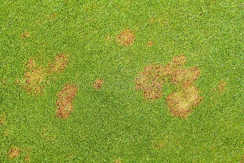 Fusarium Patch Michrodochium Nivale. Stock Photo - Image of fusarium ...