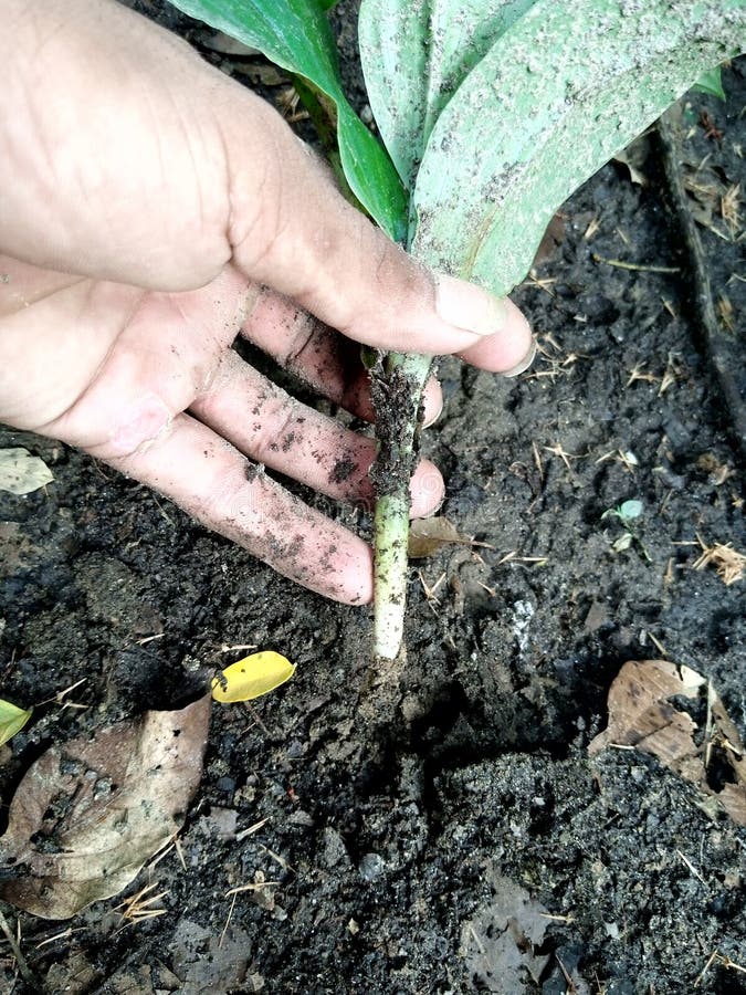 Fusarium Uprooting Tree Saplings in Hand Stock Image - Image of wood ...