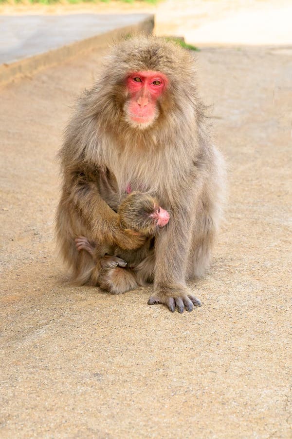 Fuscata do Macaca da mãe imagem de stock. Imagem de quioto - 99578029