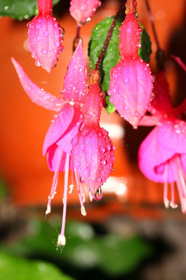 Fuschia stock image. Image of blossom, photograph, beauty - 14436127