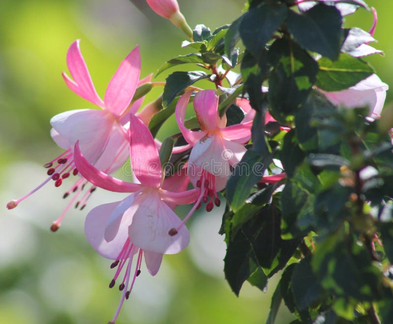 Fuschia stock photo. Image of bloom, pink, peace, white - 29352660