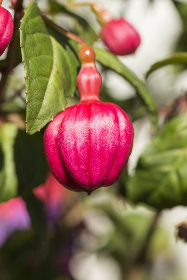 Fuschia Bud stock image. Image of plant, purple, fuschia - 31283409