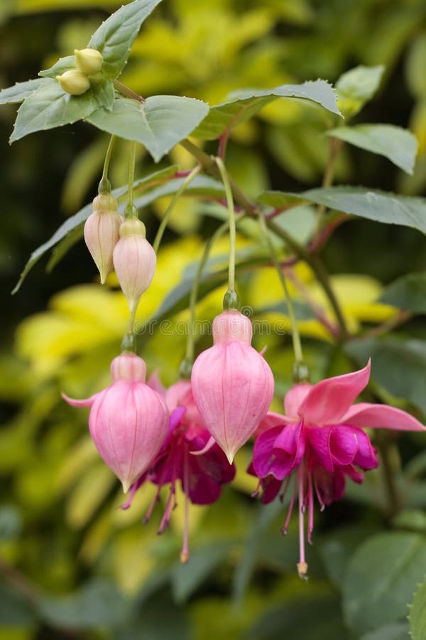 Fuschia flowers stock photo. Image of blooms, green, pink - 7742838