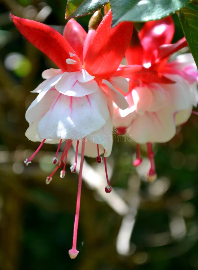Fuschia flowers stock photo. Image of beautiful, flora - 41836030